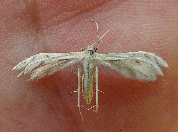 FOTO NATURA HUESCA 2: PLUME MOTH Pterophoridae Philipp Christoph Zeller ...