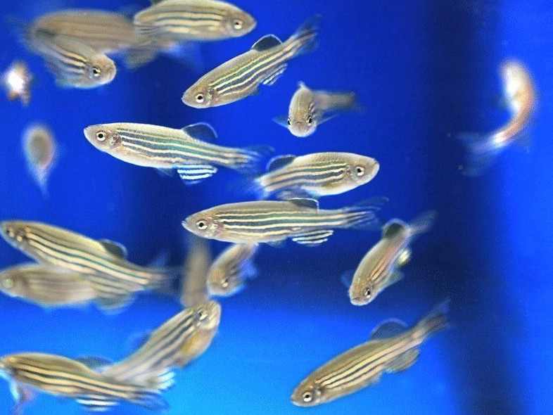 Partial Ellipsis of the Sun: A Blog for Scientists who like Words and ...