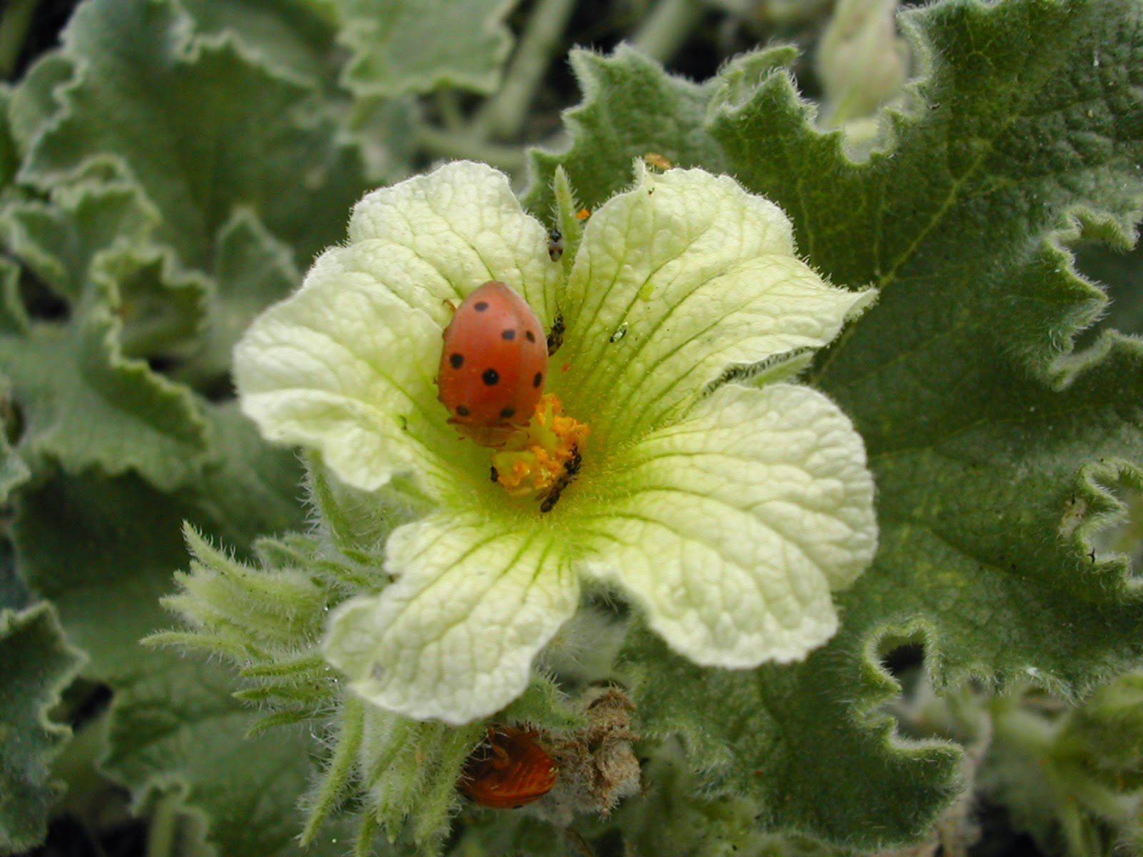 FOTOGRAFIAS DEL MUNDO: Flores e Insectos (Dedicado a Sol López Navarro)
