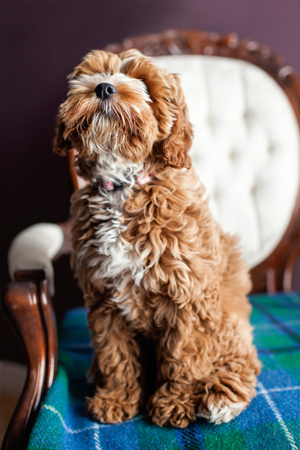 Itty Bitty & Fluffy: Pet Session - Tessa & Happy Tails Photography