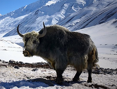 NGS: News on Genomic Studies: Yak genome revealed