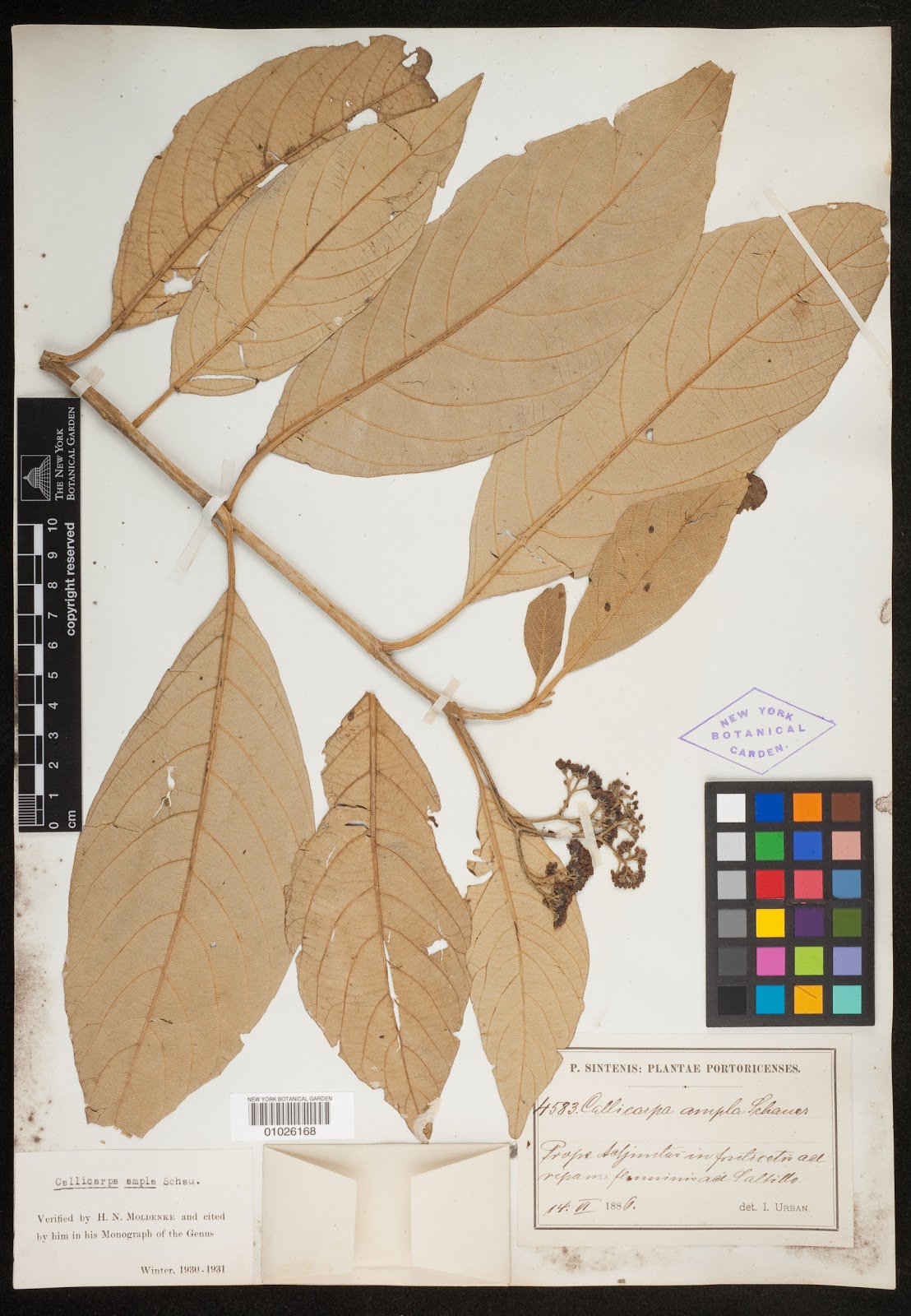 Flora de Puerto Rico Ilustrada Papo Vives: VERBENACEAE CALLICARPA AMPLA ...