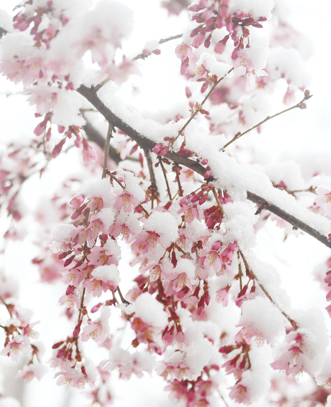 Sometimes It Snows In April | rolala loves