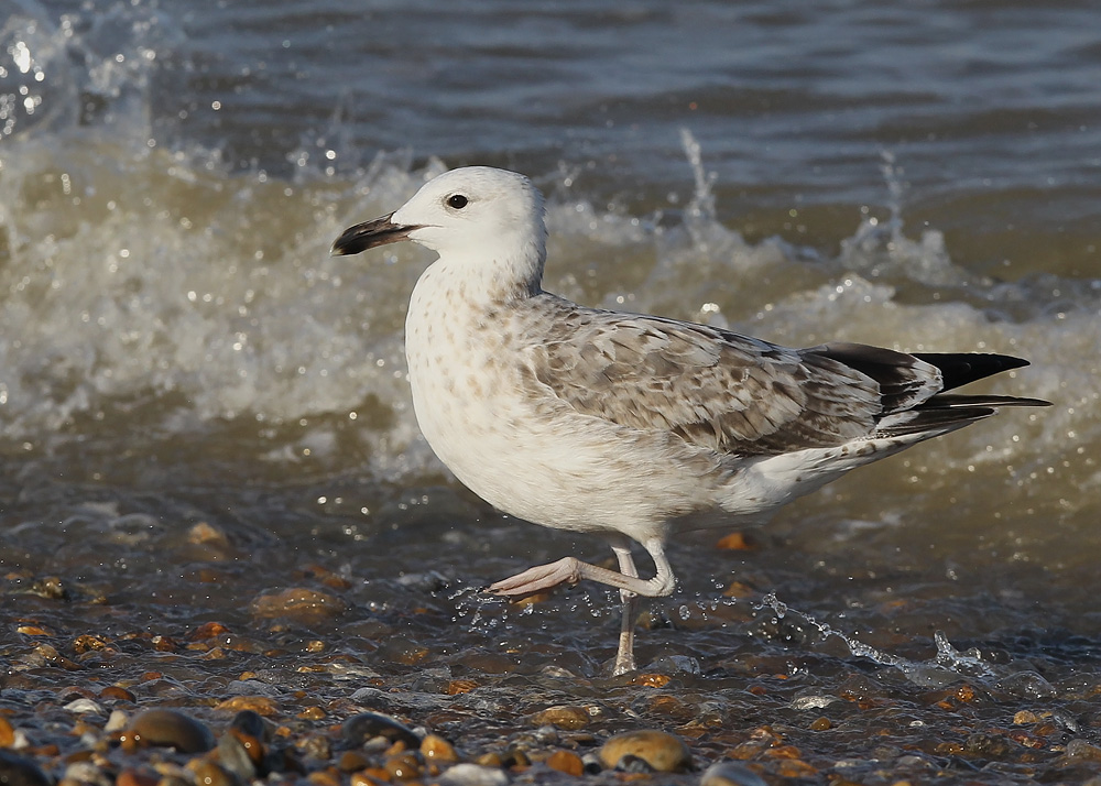 Richard Smith - Birdwatching Days Out: 1st winter & 1st summer CASPIAN ...