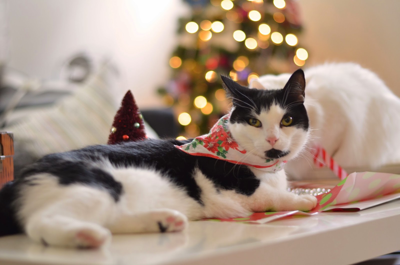 He was not impressed!