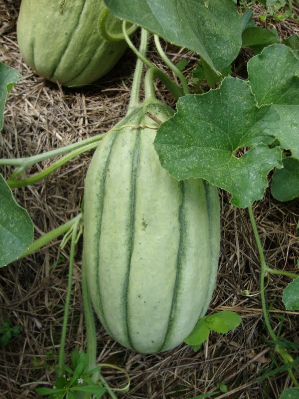 FAT BEAR FARM: And One Day, We Found a Casaba Melon