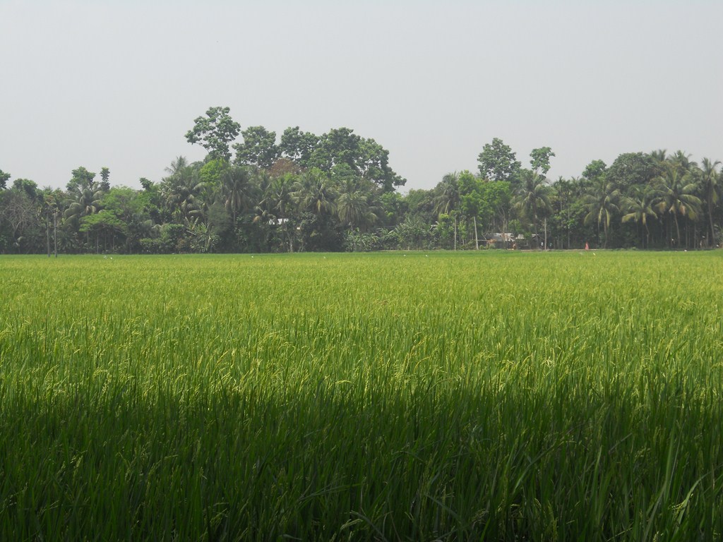 My Clicks: paddy field (Dhaner Khet)