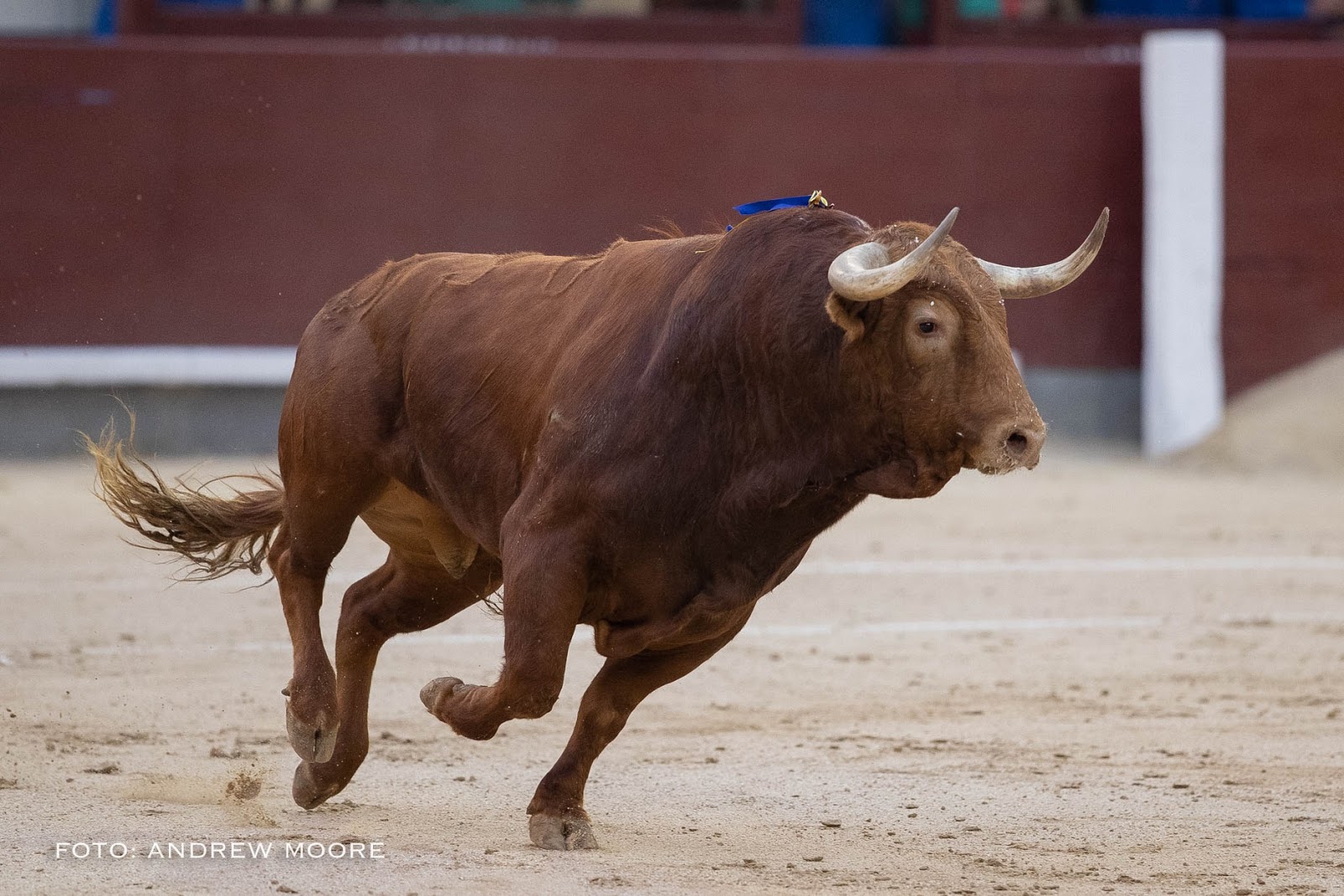 Del toro al infinito: San Isidro'19. Pablo Aguado nos regala un huevo ...