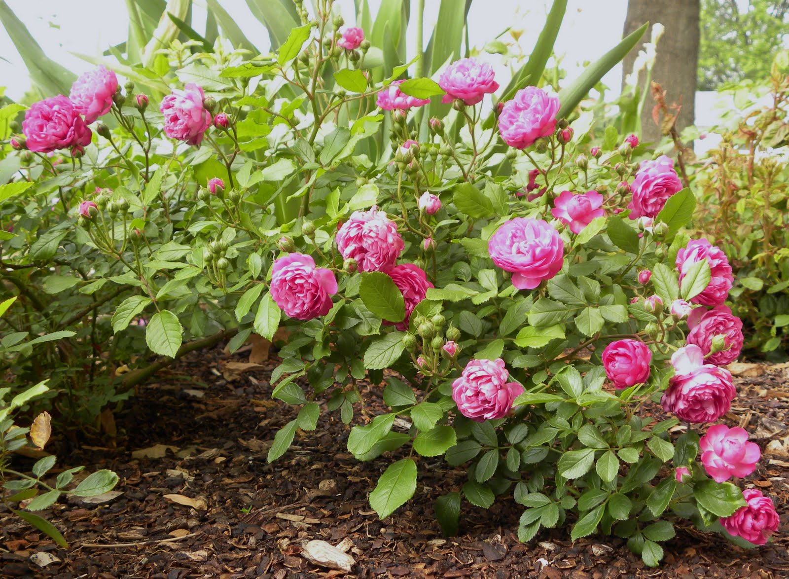 Red Dirt Roses: Vineyard Song