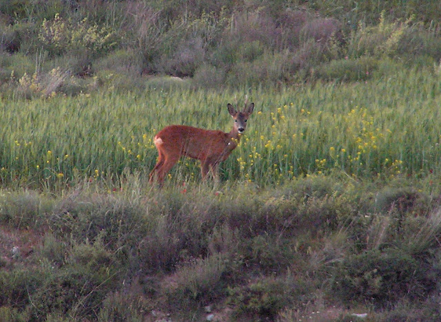 EL OLMO SECO: CORZO (Capreolus capreolus)