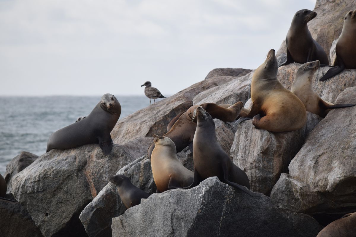 Linda Ballou Talking to You: Spotting Spouts on Dana Wharf Whale ...