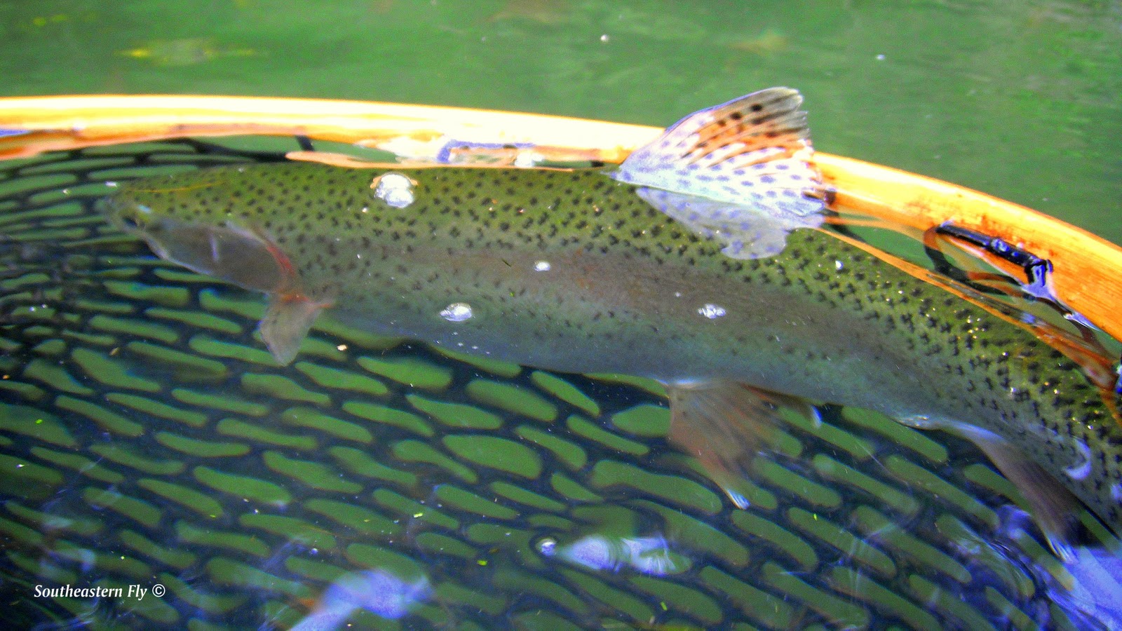 Southeastern Fly: Howard Fly Fishing the Elk River