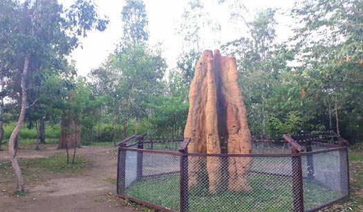 Musamus, Sarang Semut Raksasa di Papua yang Bisa Mencapai 5 Meter ...