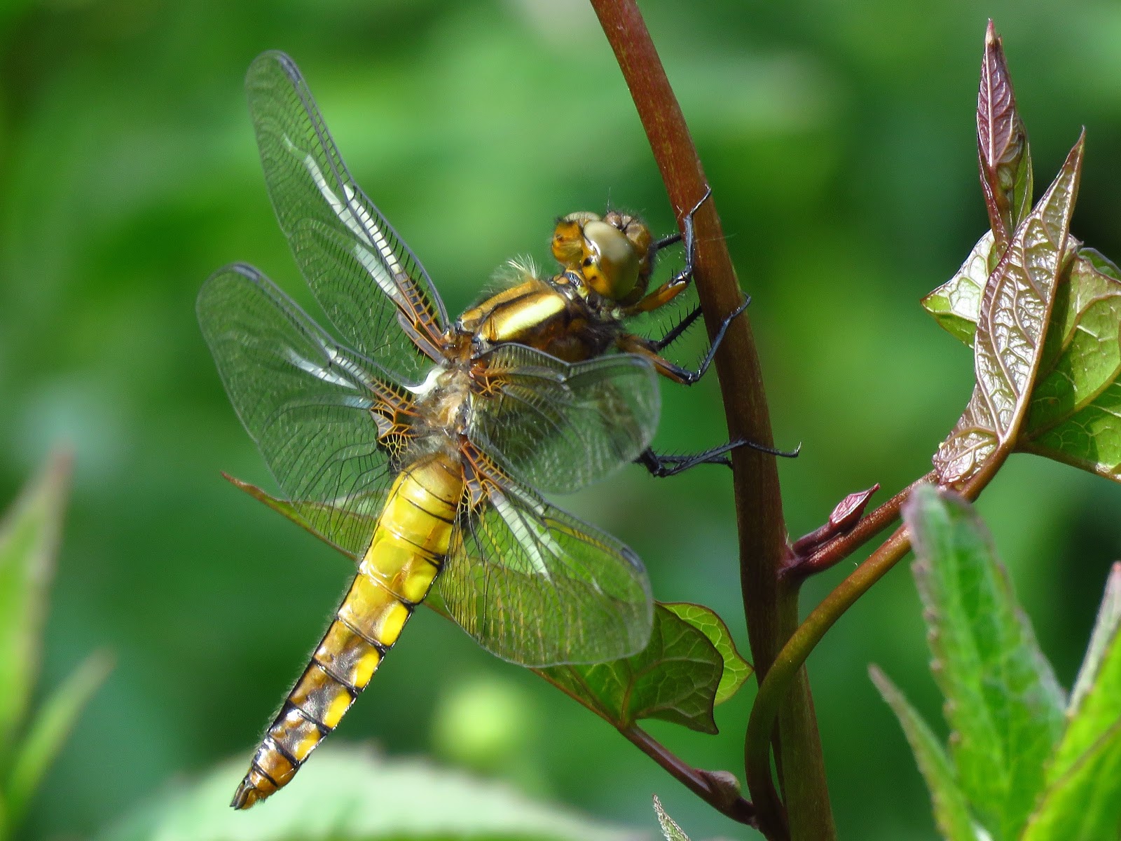 BugBlog: Broad-bodied Chasers