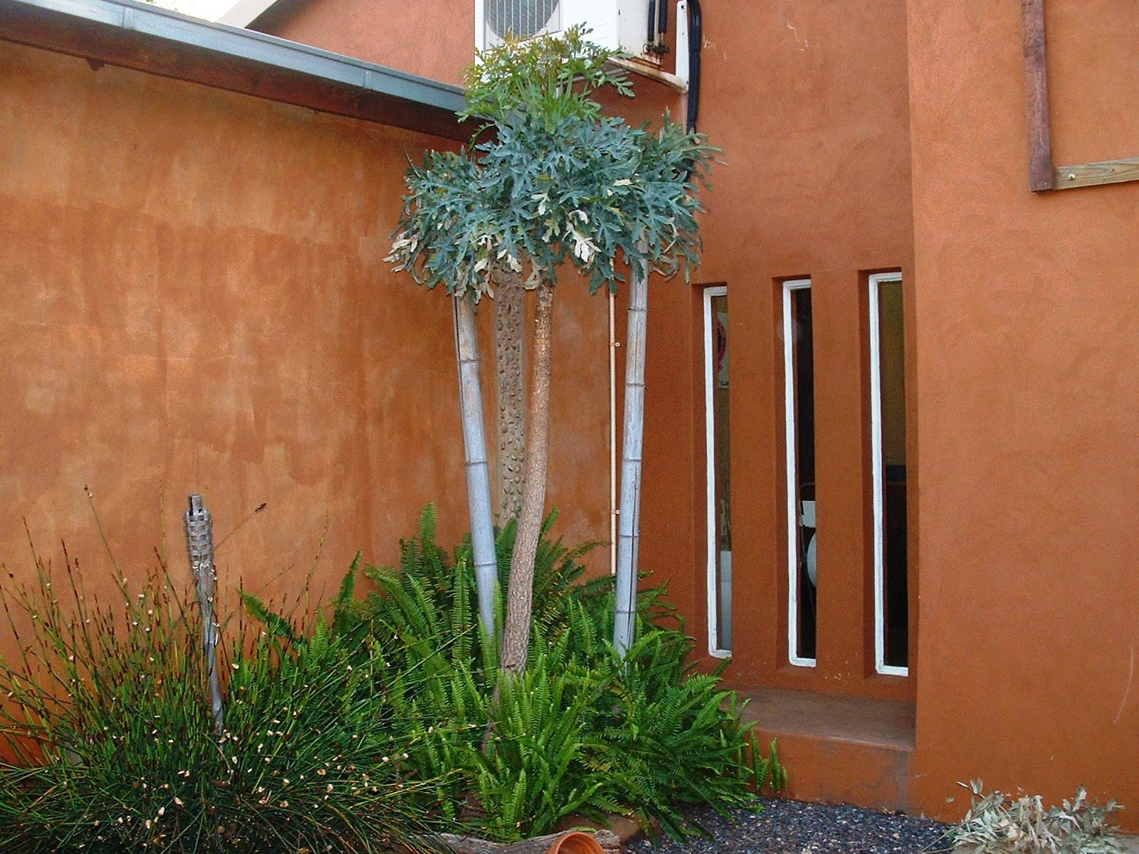 Gardening in Africa: Kiepersol (Cabbage Tree) - Cussonia paniculata