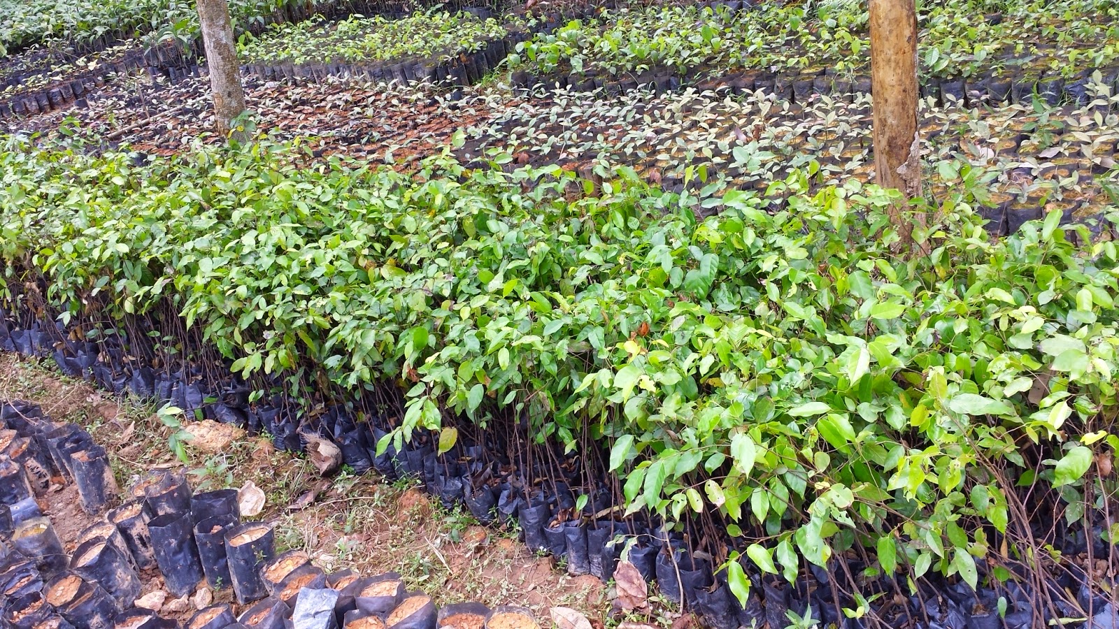 Dari Hutan ke Bandar...: STOK POKOK BIL 2 2015