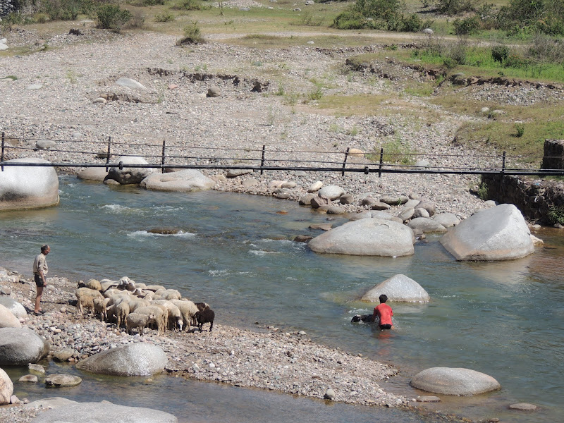 How to bathe a sheep - a step by step guide :D