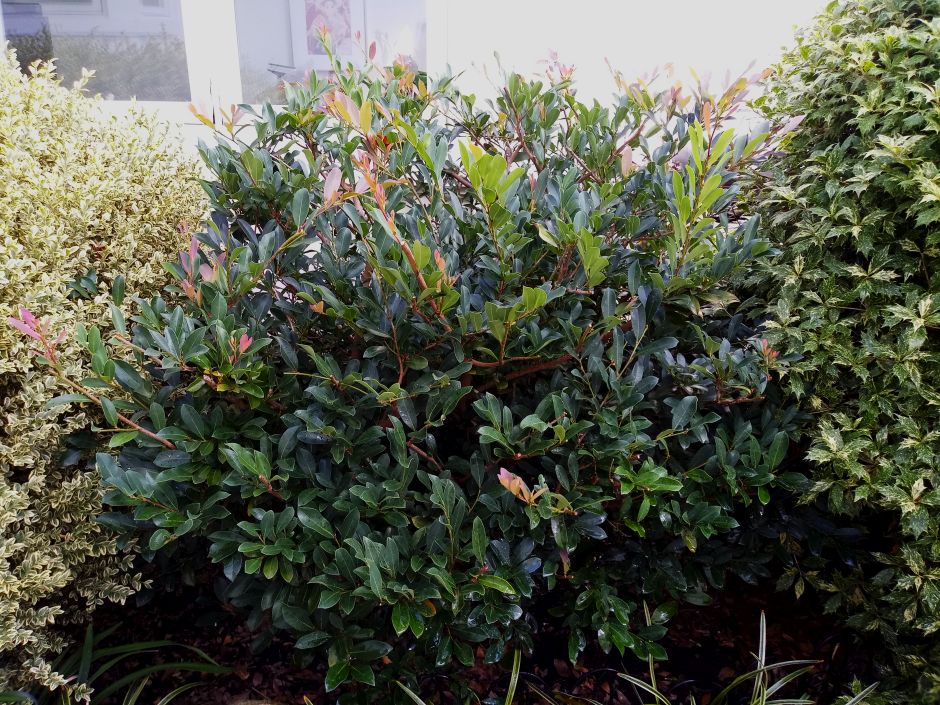 Future Plants by Randy Stewart: Isu Tree