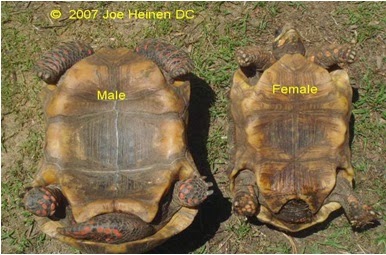 Biology of the Reptilia: Lab #2: Testudines (Nick Spies and Alex Murray)