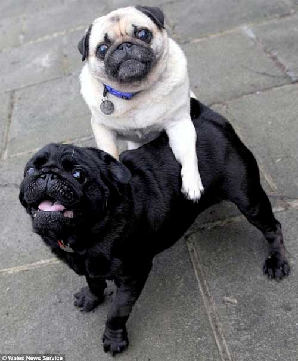 La monta en los Pug ~ Pug Manía