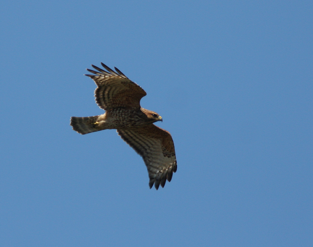 Mark James Pearson: Red-tailed & Red-shouldered Hawks - San Francisco