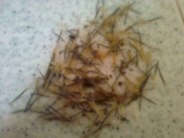 La pachamama: Pápalo ó Papaloquelite (Porophyllum ruderale)