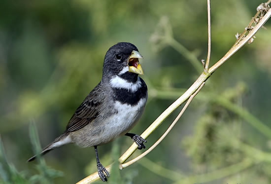 CRIADORES DE COLEIROS: COMO CRIAR COLEIROS OU COLEIRINHAS