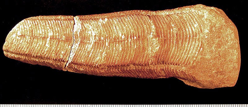 Invertebrados: Classe Conulata