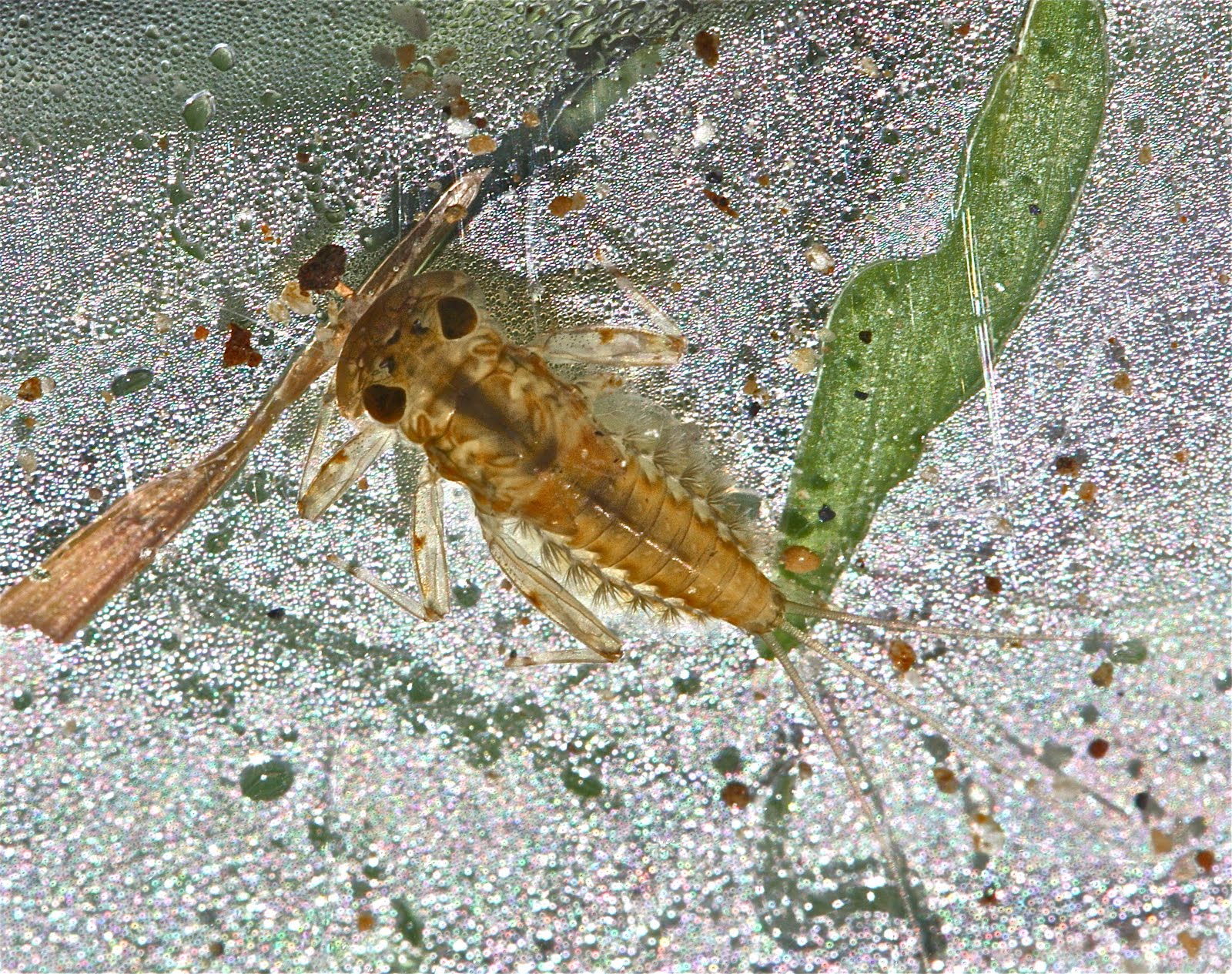 Aquatic Insects of Central Virginia: Flatheaded Mayflies (family ...