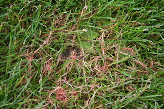 Chase Gardening and Landscaping: All About - Lawns - How to keep lawns ...