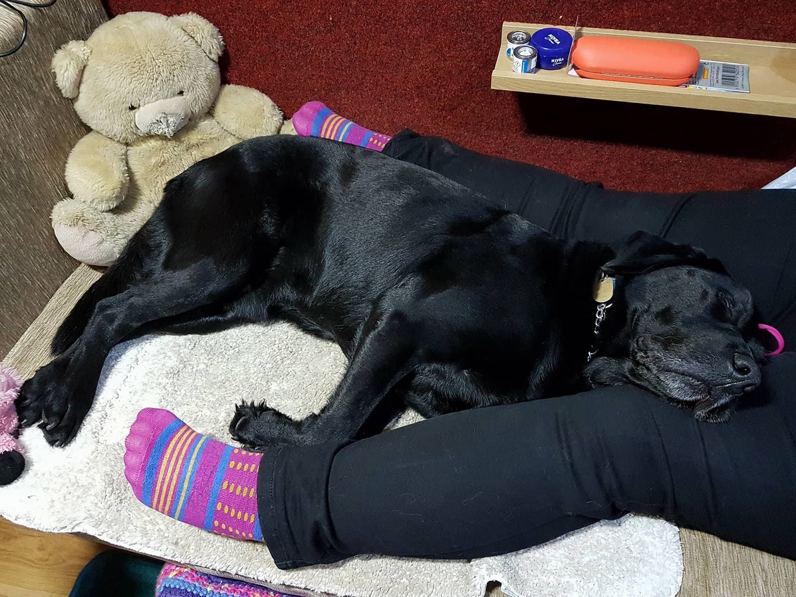 Guide Dog Oakley & NB Sola Gratia: Kanoodling Duties!