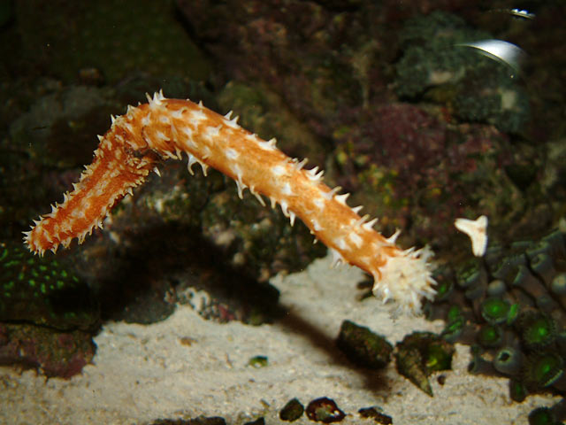 Tiger Tail - Sea Cucumber - Alfa Enterprises (PVT) Ltd. Welcome to Sri ...