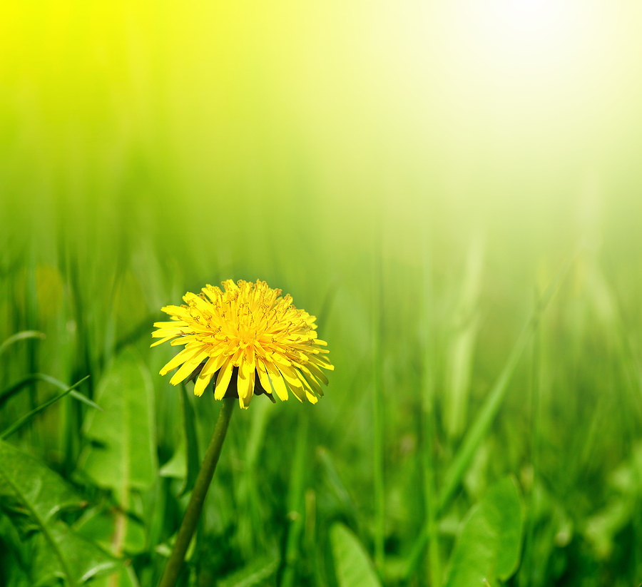 The Amazing Dandelion - Harvesting and Cooking Nutritious Greens in Spring