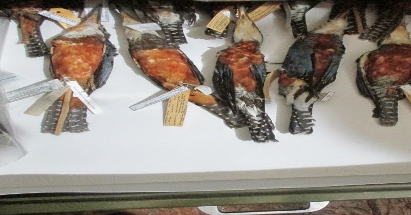 TAXONOMÍA DE AVES