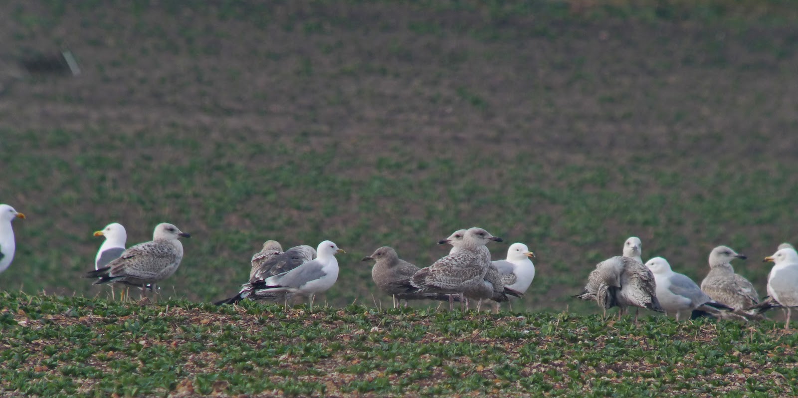 Steve's Birding And Wildlife Blog.: April 2012