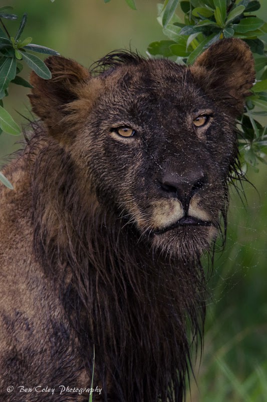 Tails of the Bush: Old Friends