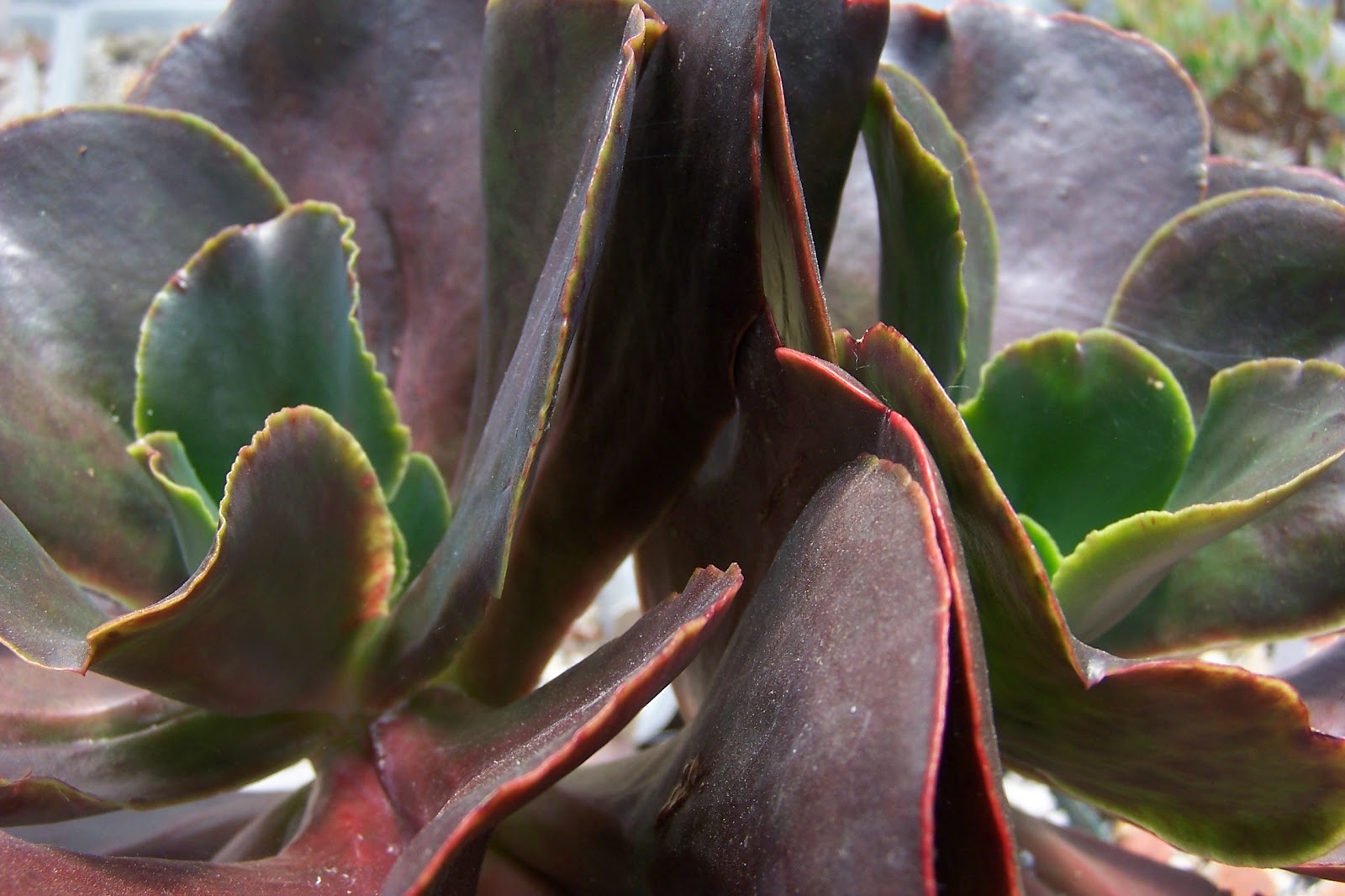 Oregon Cactus Blog: Echeveria 'Pappy's Rose'