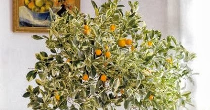 Stunning orange trees