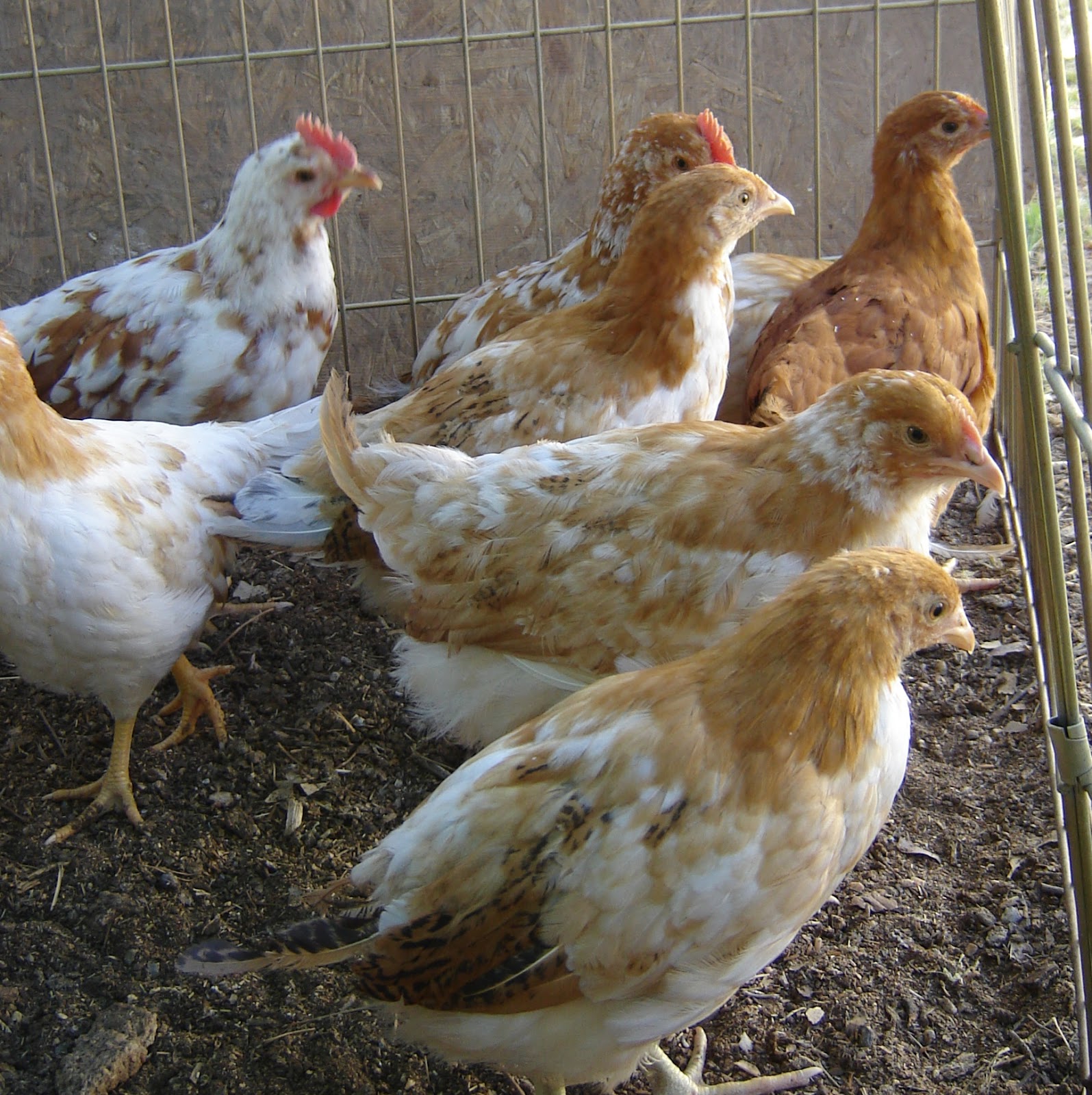 Aloha Chickens: Little Yellow Legs Babies