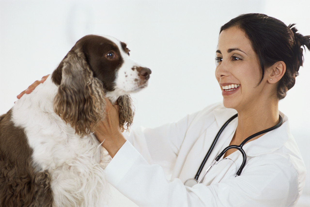 veterinary online and Animals-veterinary doctors - veterinary online