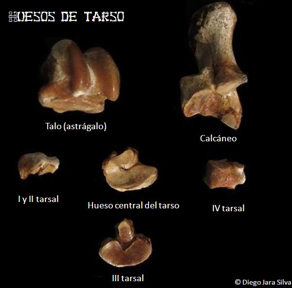 medicina veterinaria: osteologia comparada de tarso