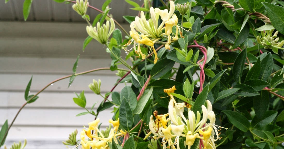The Plant Hunter: Edible Honeysuckle