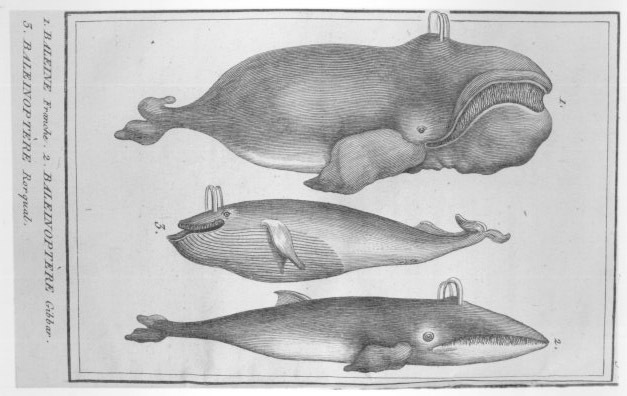 Jesse's Blog: Moby Dick Ch. 55: Of the Monstrous Pictures of Whales