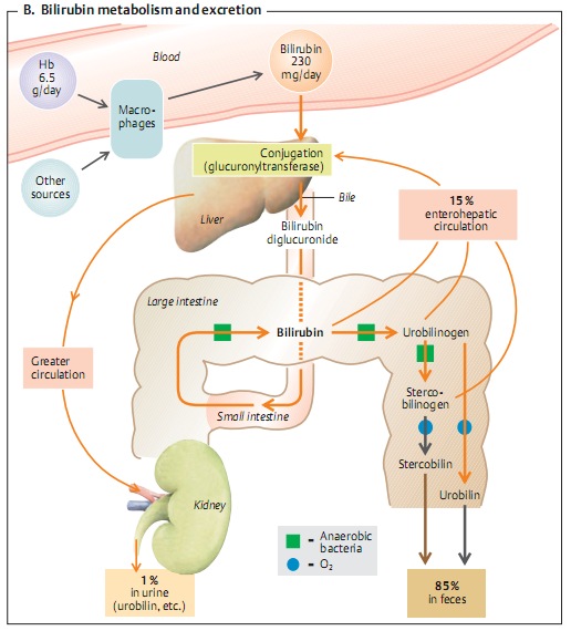 Medical's Note: Ikterus Neonatorum