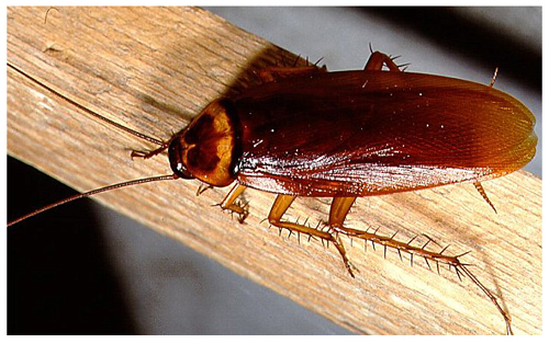 PENGENDALIAN KECOA | INSPIRATION BLOG