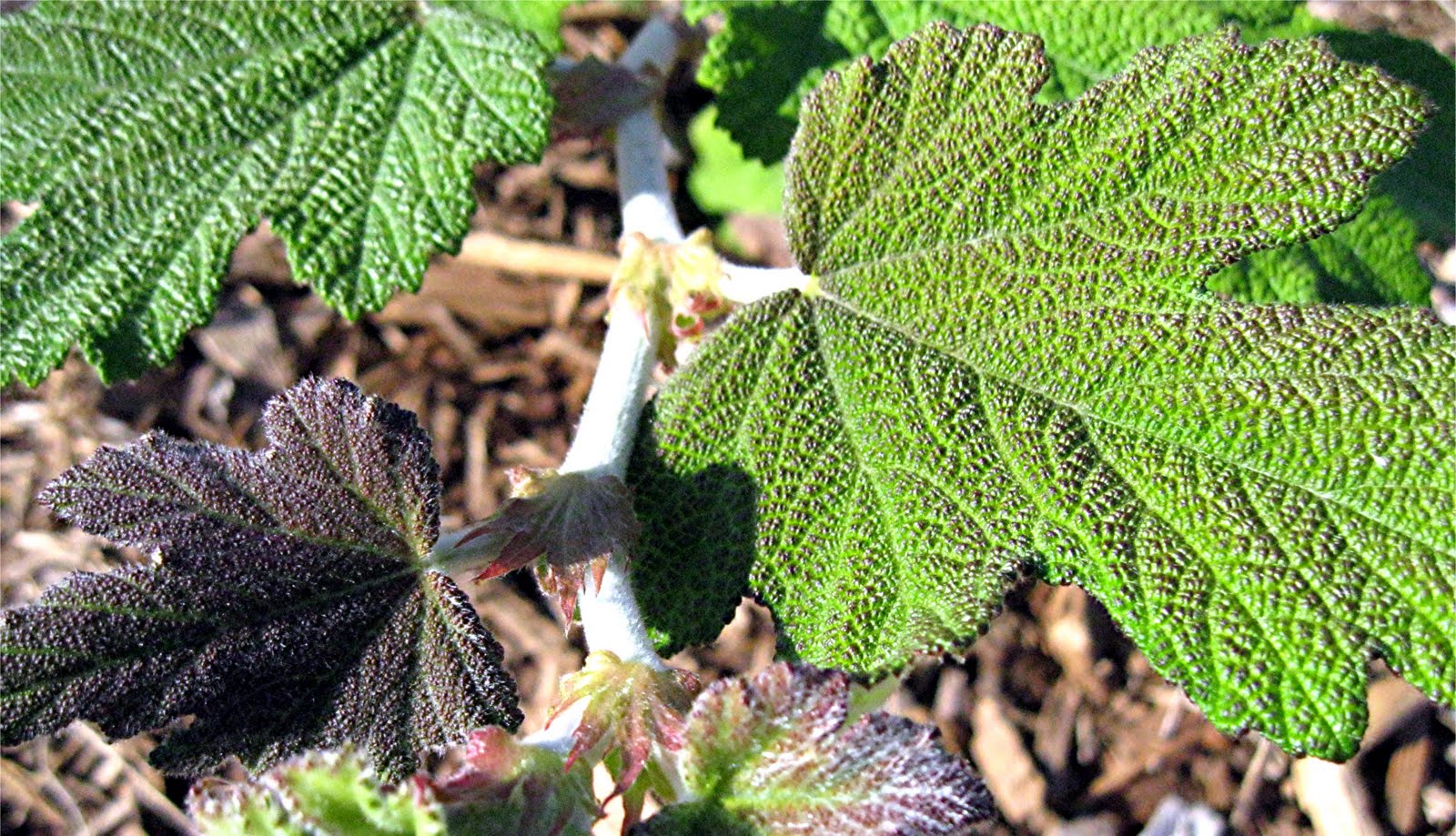 1003 Gardens: Rubus henryi var. bambusarum and Rubus setchuenensis ...