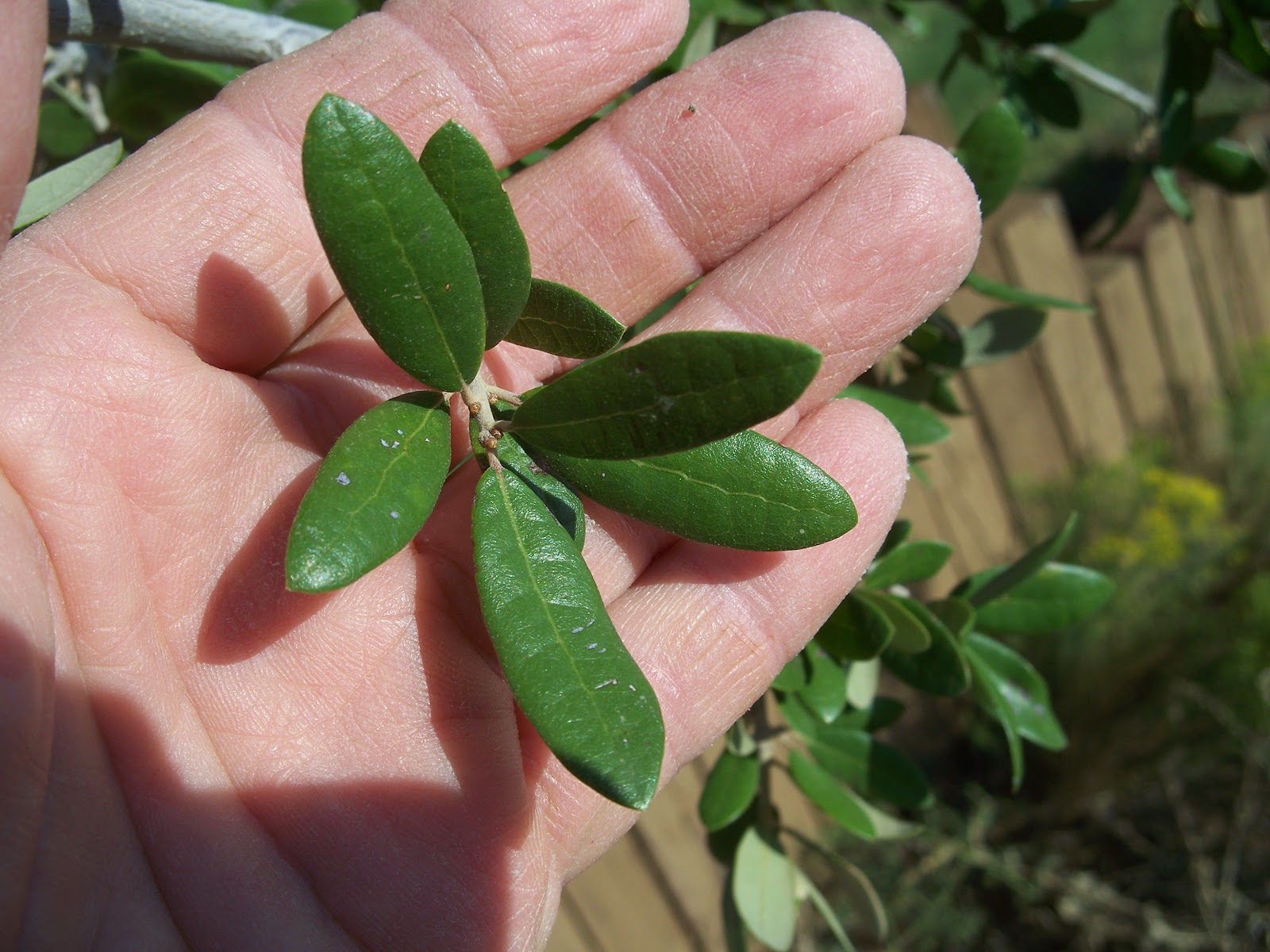 September Tree of the Month: New Mexico Live Oak