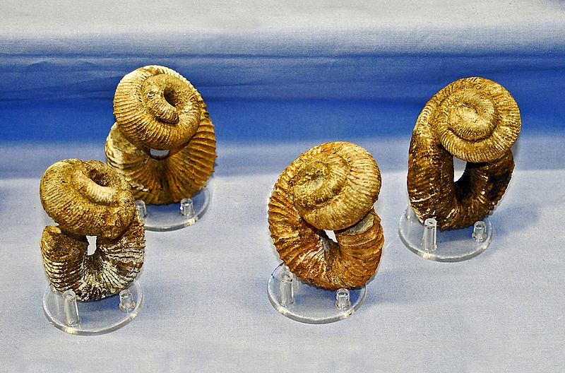 Equatorial Minnesota: When ammonites got bored