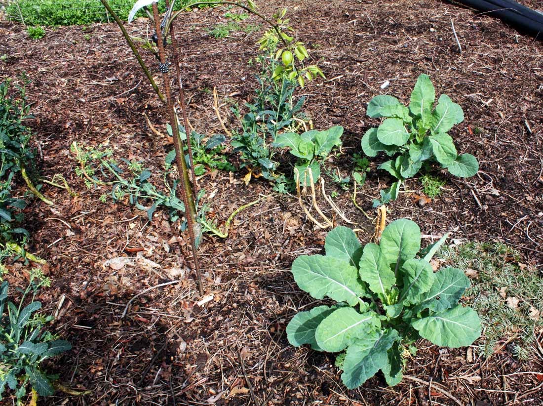 Judy Wise: More Spring, More Busting Out