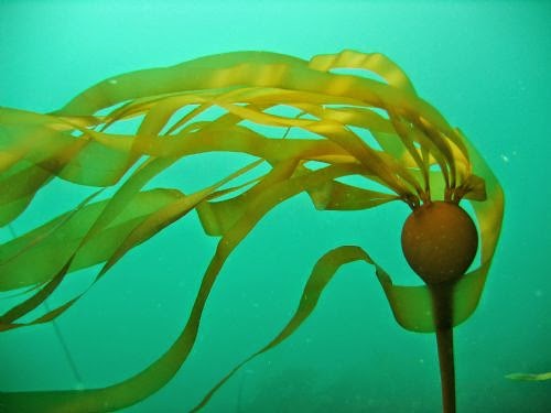 Biodiversity Science: Long distance kelp rafting